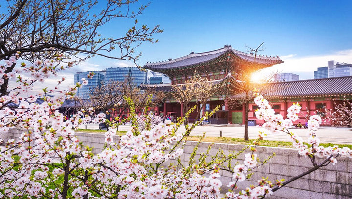 The Meaning of the Mugunghwa, South Korea’s National Flower – KORELIMITED